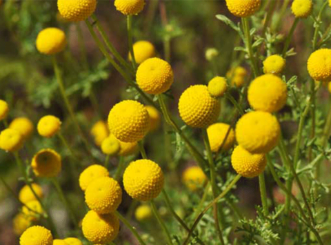 Stinknet: What You Need to Know About the Latest Desert Invader - CAZCA