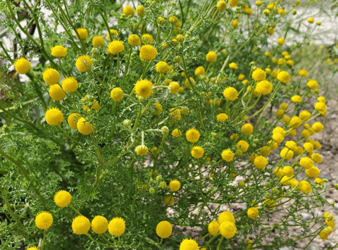 Stinknet: Identification and management - CAZCA