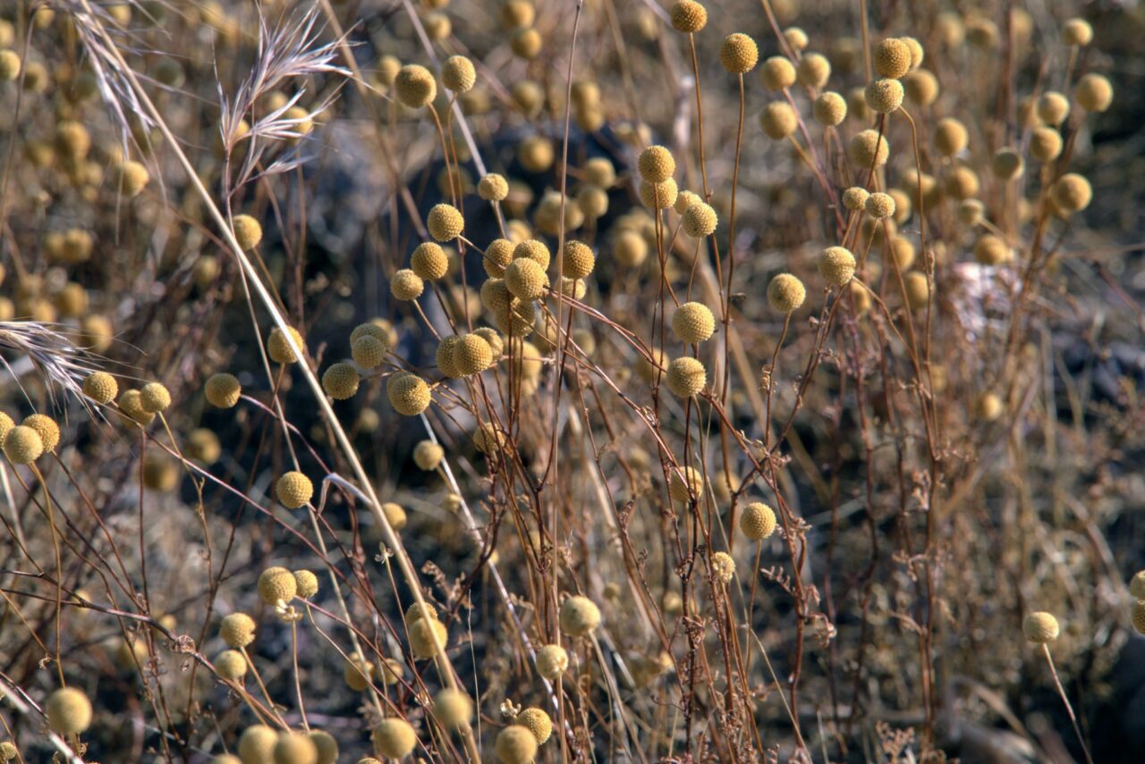 Stinknet: Identification and management - CAZCA