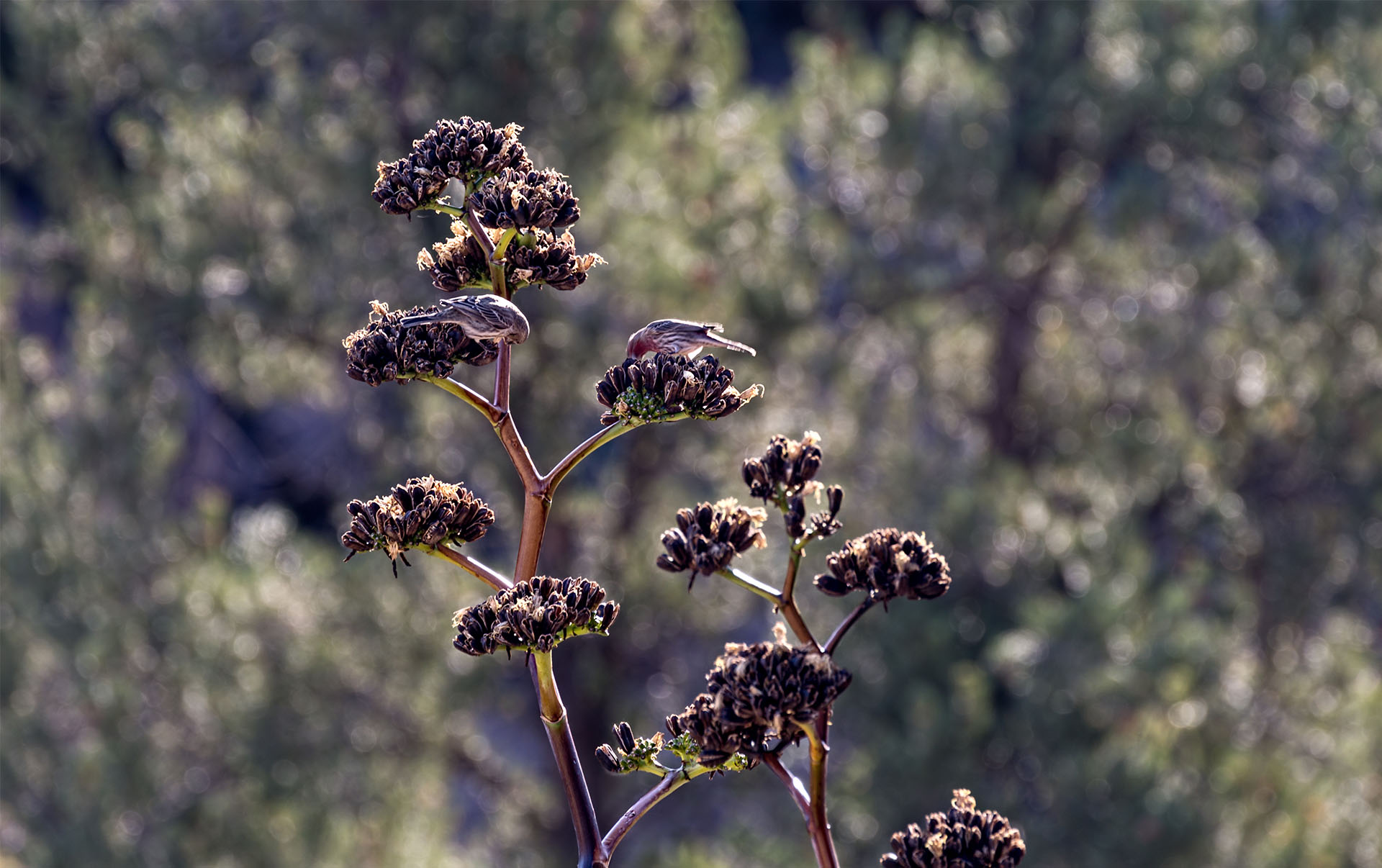 Gardening for Wildlife - CAZCA